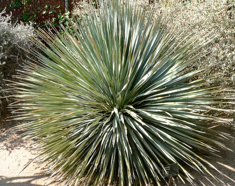 What is sotol? Does it ring a bell?