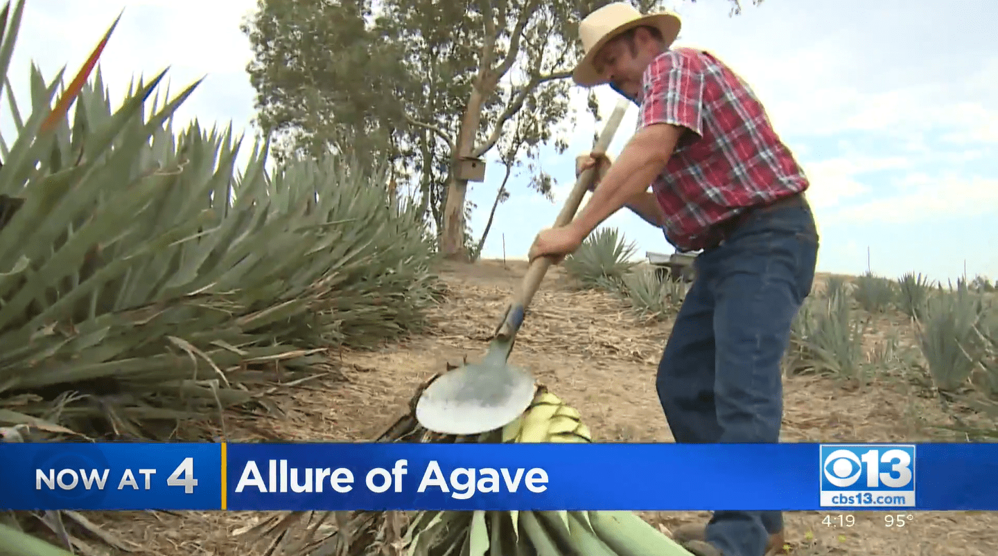 Agave: California farmers turn to agave during drought conditions